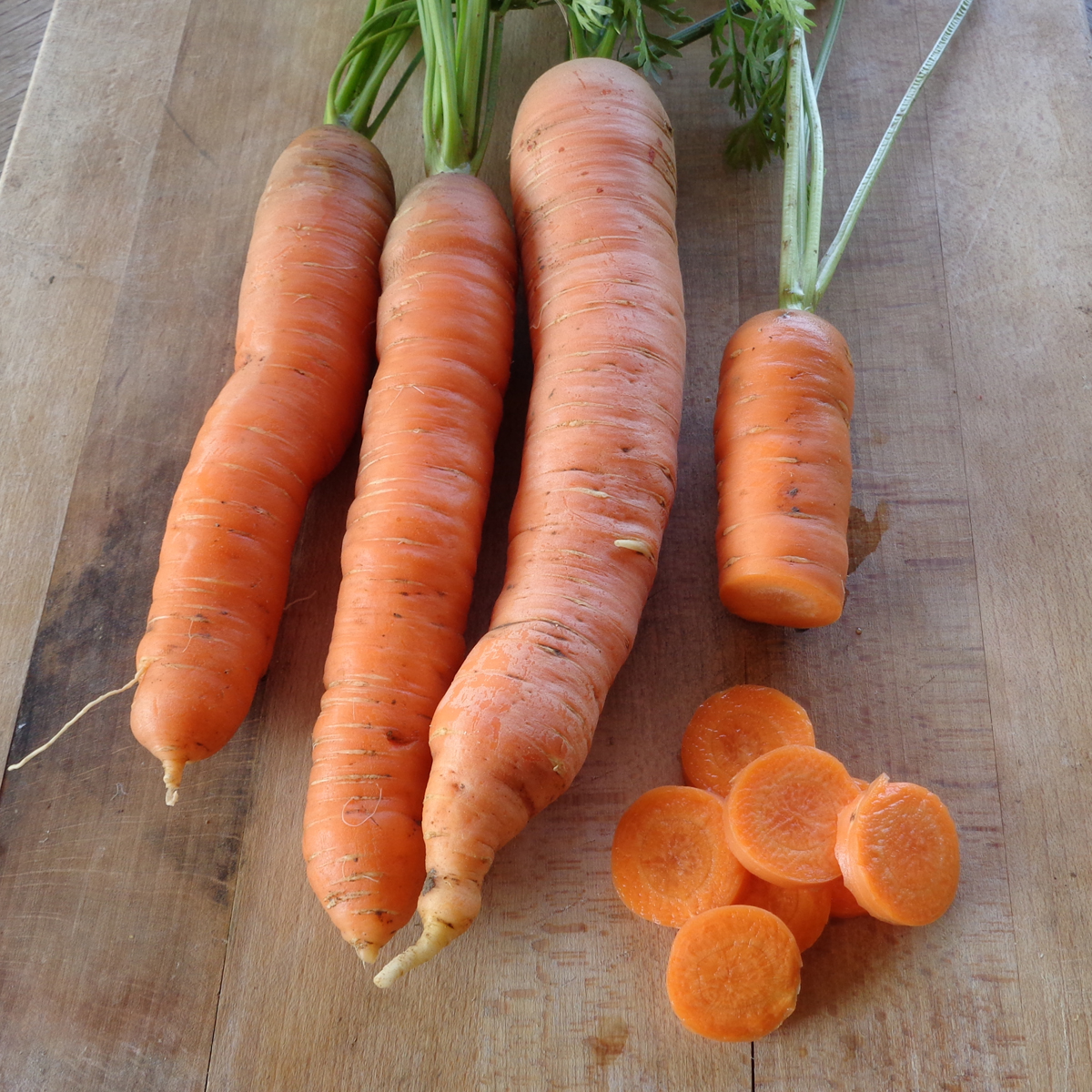Recipe for an adult Dog with white fish, salmon, pumpkin and carrots